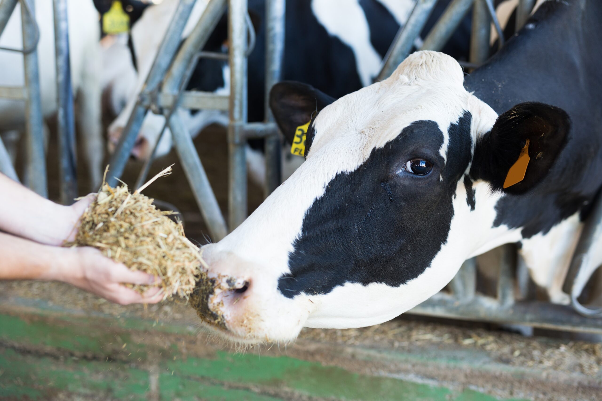 Supplementing Rumen-Protected Methionine to Lactating Dairy Cows ...